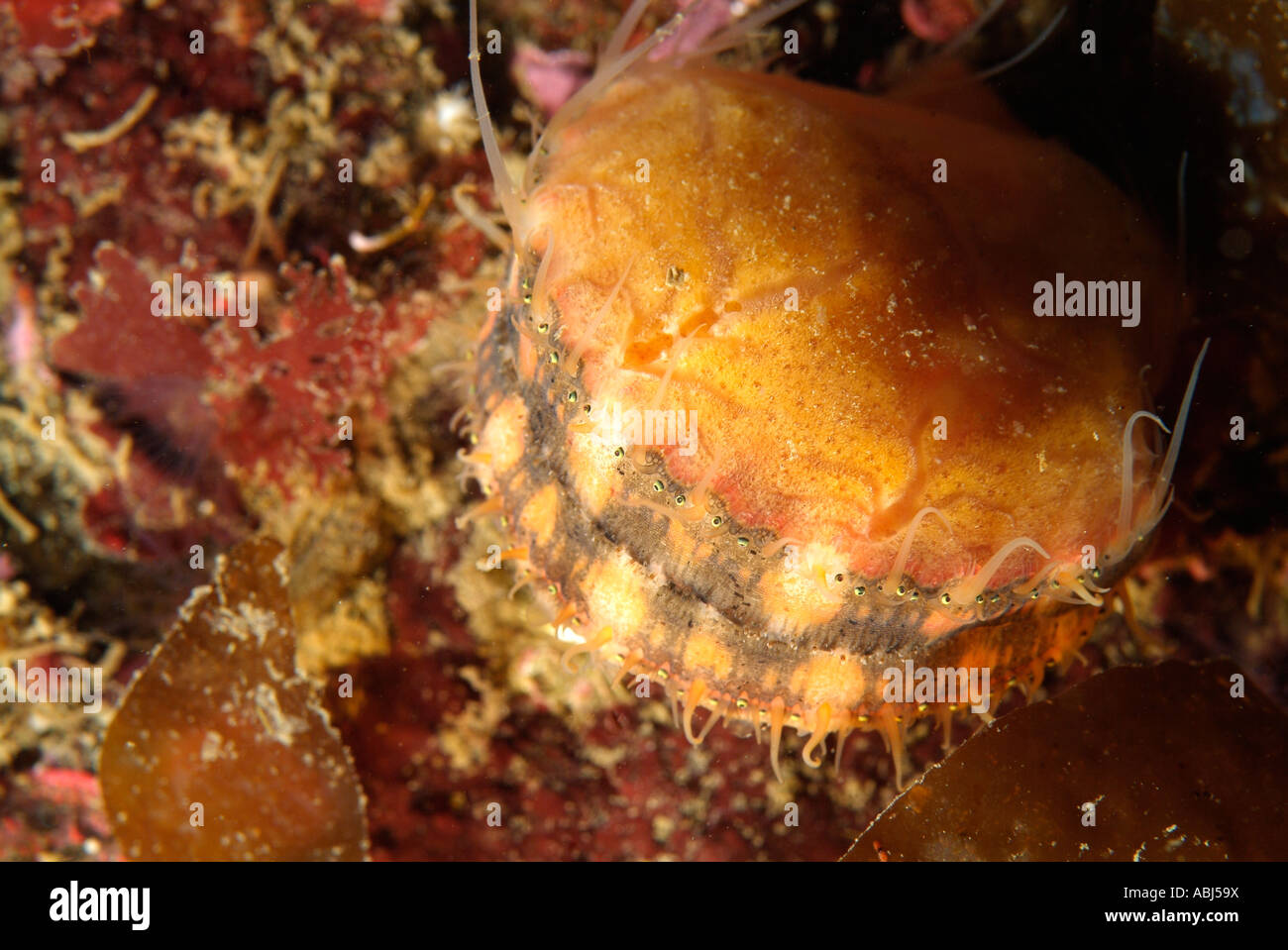 Pink scallop underwater hi-res stock photography and images - Alamy