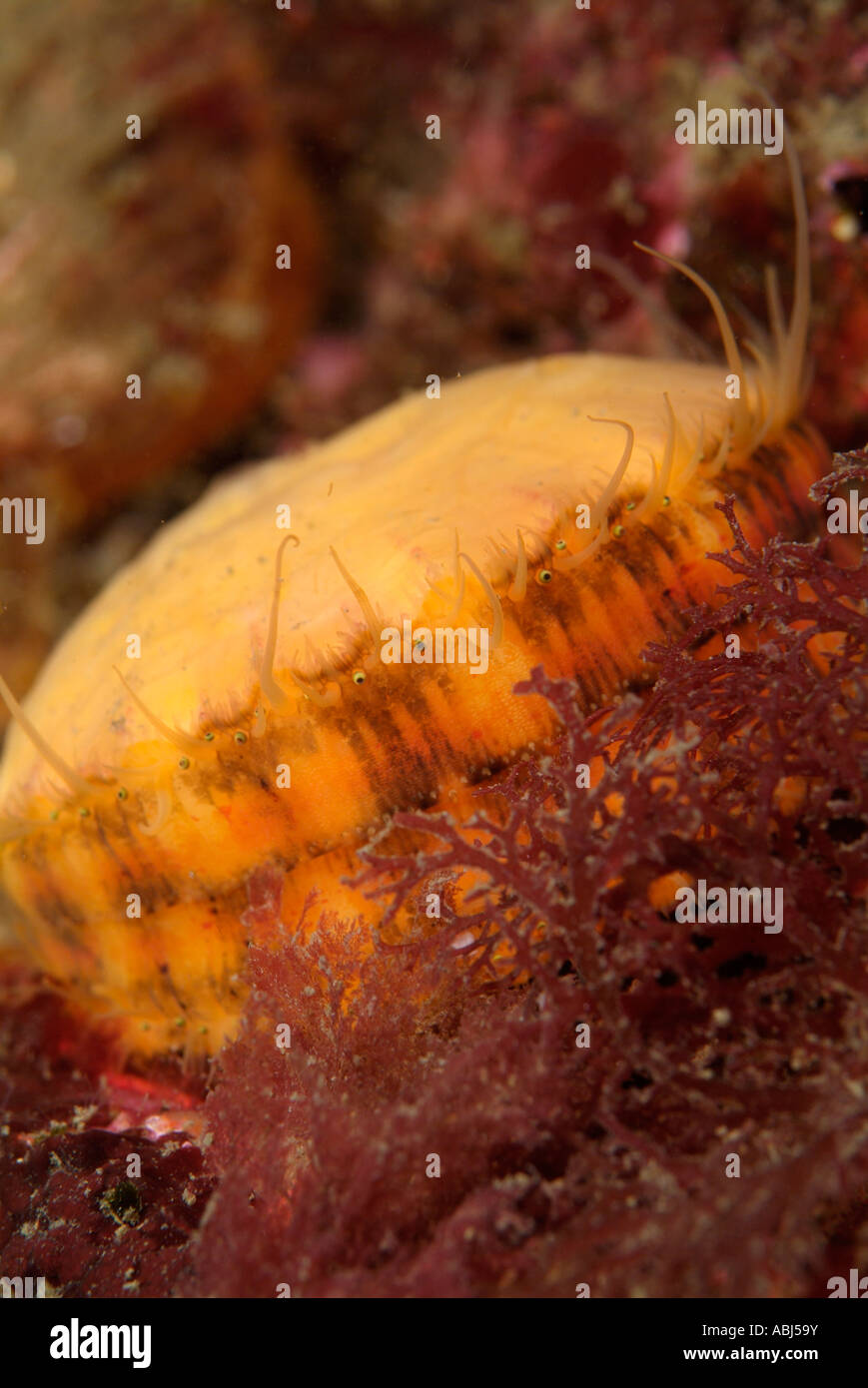 Spiny pink scallop in South of Vancouver Island Stock Photo - Alamy