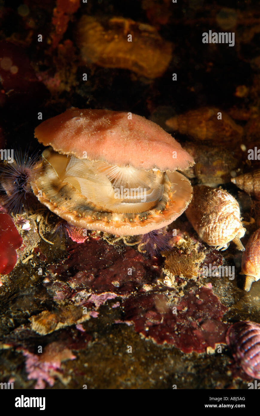 Spiny pink scallop in South of Vancouver Island Stock Photo - Alamy