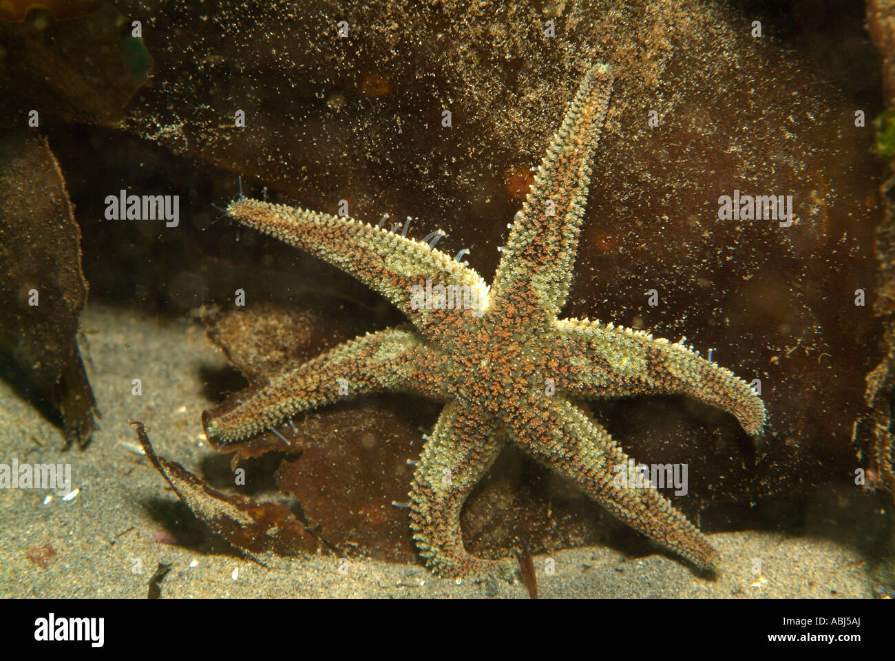 Six ray star hi-res stock photography and images - Alamy