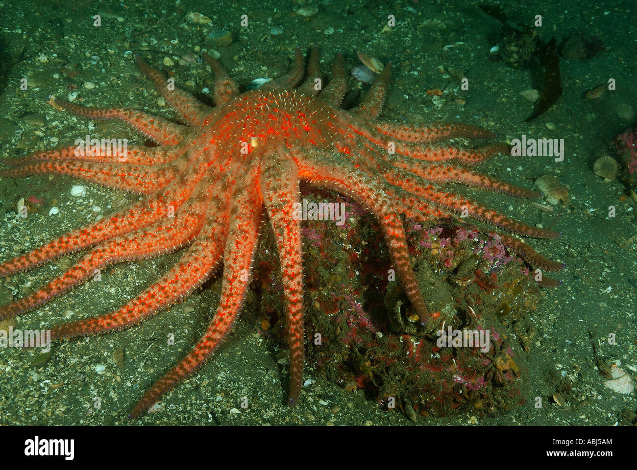 Sunflower star in South of Vancouver Island Stock Photo - Alamy