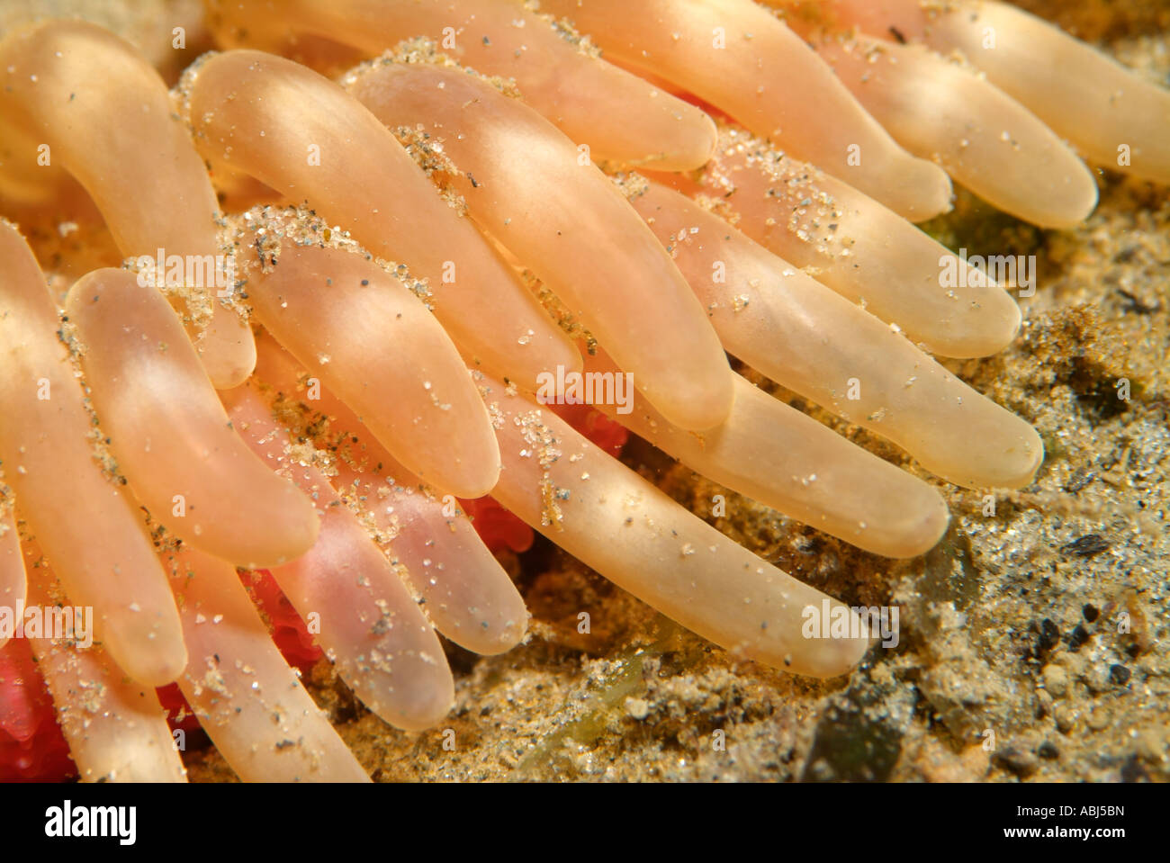 Tentacles of a white-spotted anemone South of Vancouver Island Stock ...