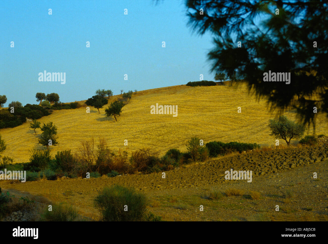 Solar tree italy hi-res stock photography and images - Alamy