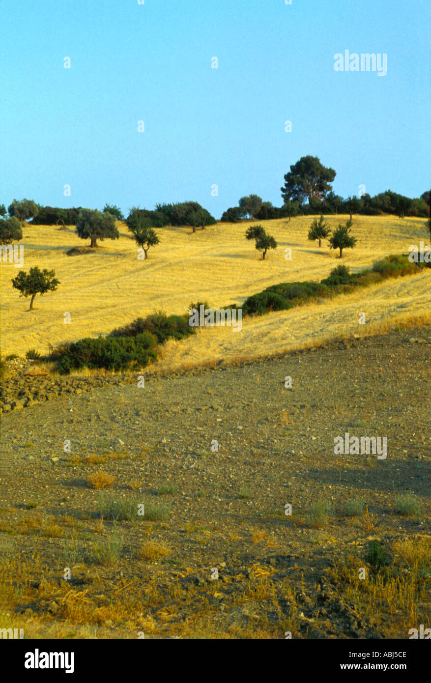 Solar tree italy hi-res stock photography and images - Alamy