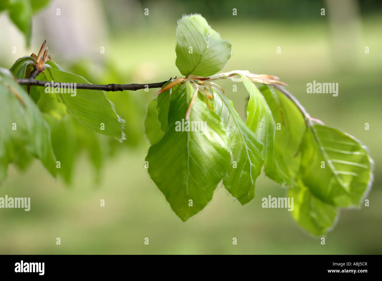 Young beech leaves Stock Photo - Alamy