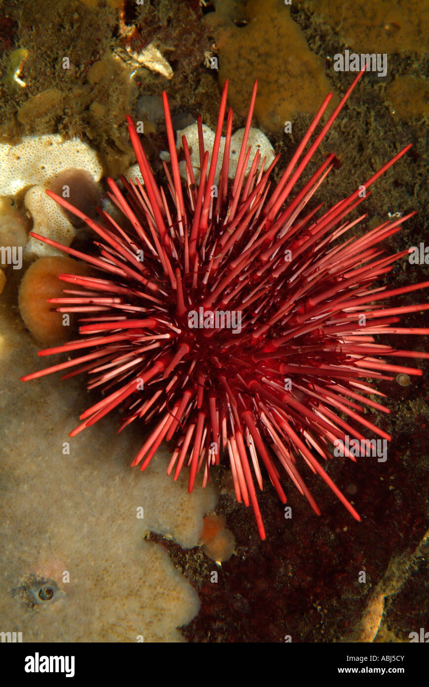 Red sea urchin in South of Vancouver Island Stock Photo - Alamy