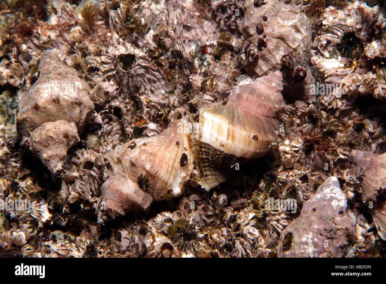 Striped dogwinkle in South of Vancouver Island Stock Photo - Alamy