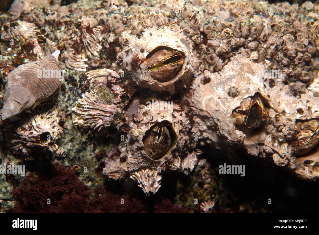 Thatched barnacles hi-res stock photography and images - Alamy
