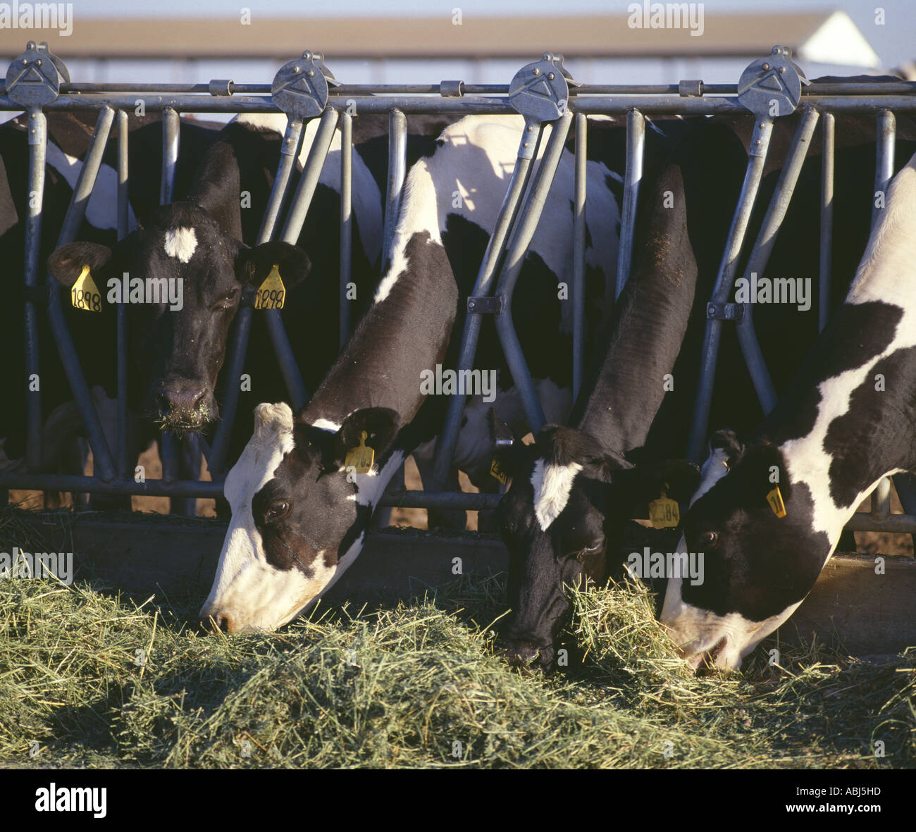 Stanchion Stall High Resolution Stock Photography and Images - Alamy