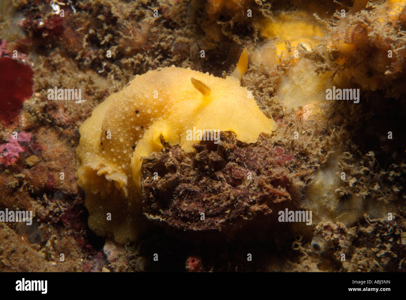 Sea lemon nudibranch hi-res stock photography and images - Alamy