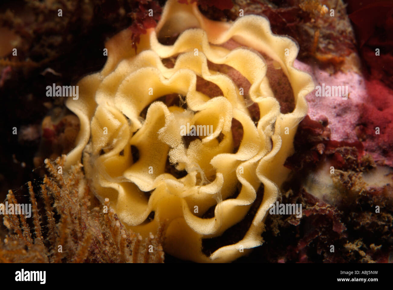 Canada nudibranch hi-res stock photography and images - Alamy