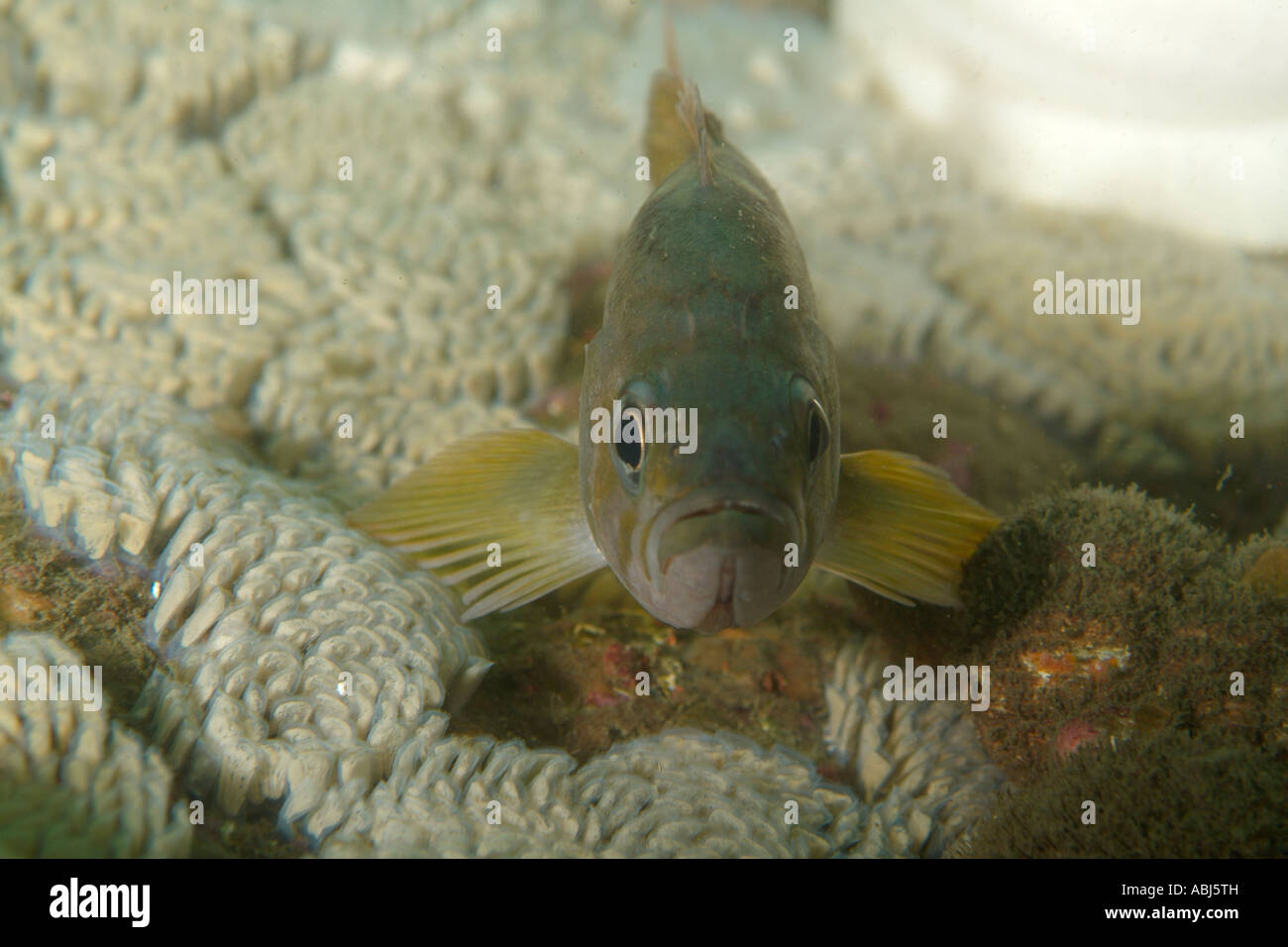 Quillback Rockfish High Resolution Stock Photography and Images - Alamy
