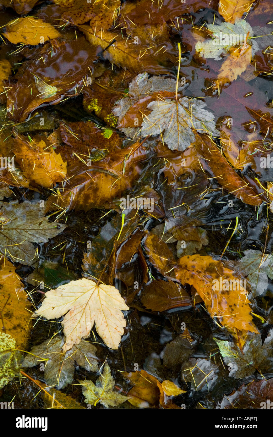 Amazing colourful autumn leaves have fallen into a pool of water ...