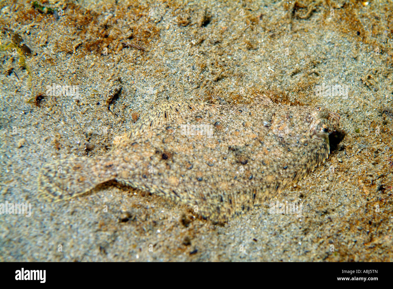 Rock sole in South of Vancouver Island Stock Photo - Alamy