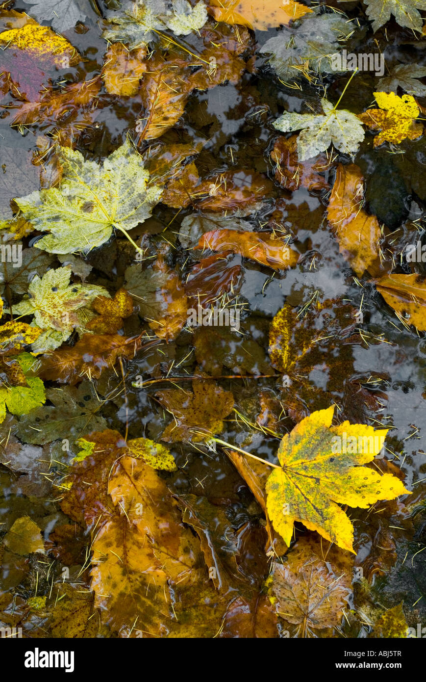 Amazing colourful autumn leaves have fallen into a pool of water ...