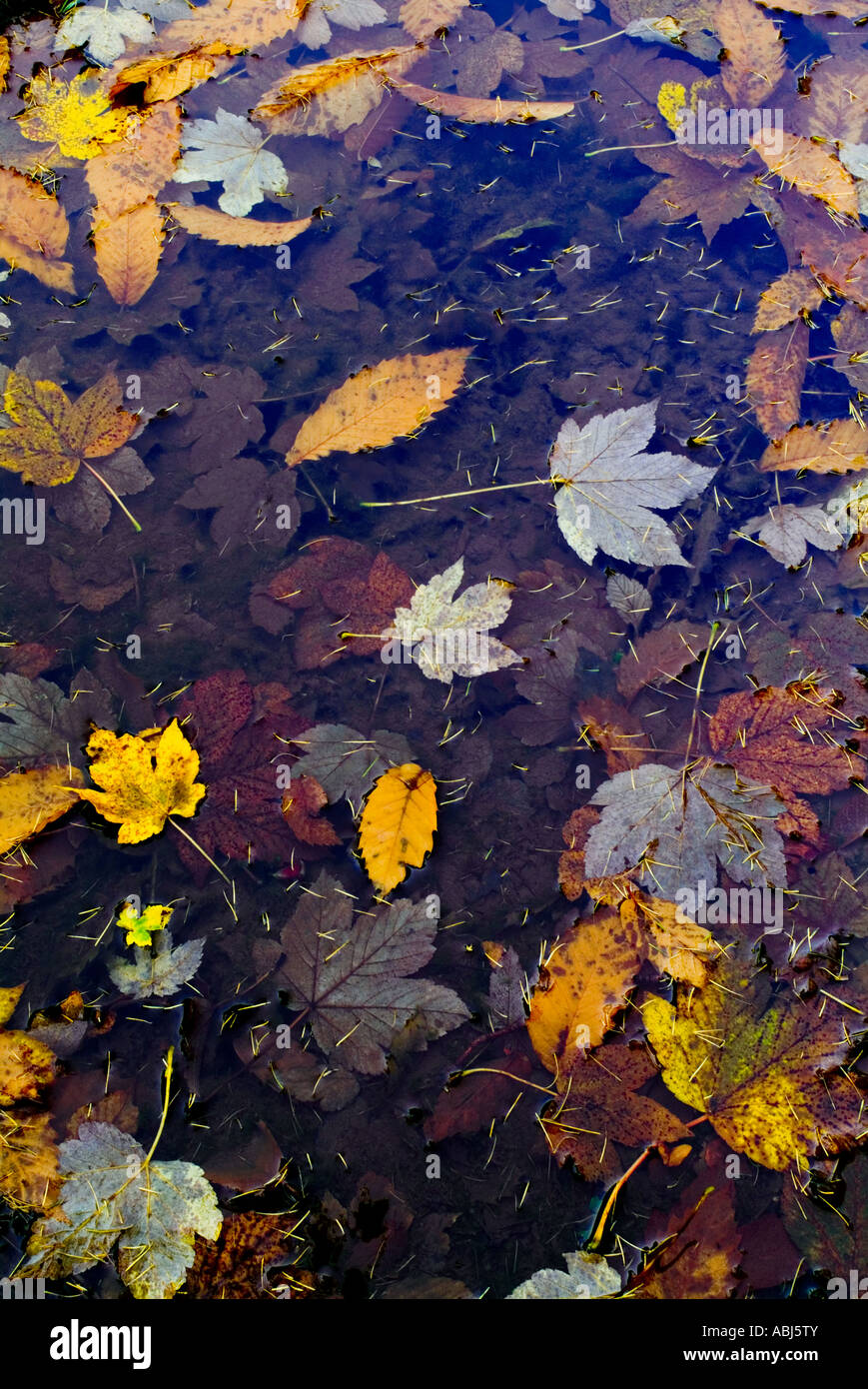 Amazing colourful autumn leaves have fallen into a pool of water ...