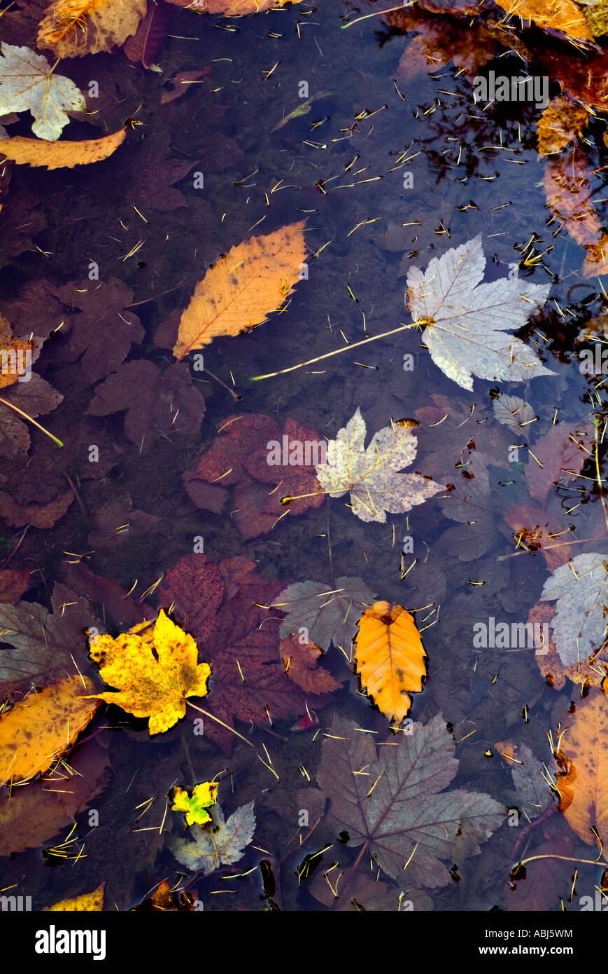 Amazing colourful autumn leaves have fallen into a pool of water ...
