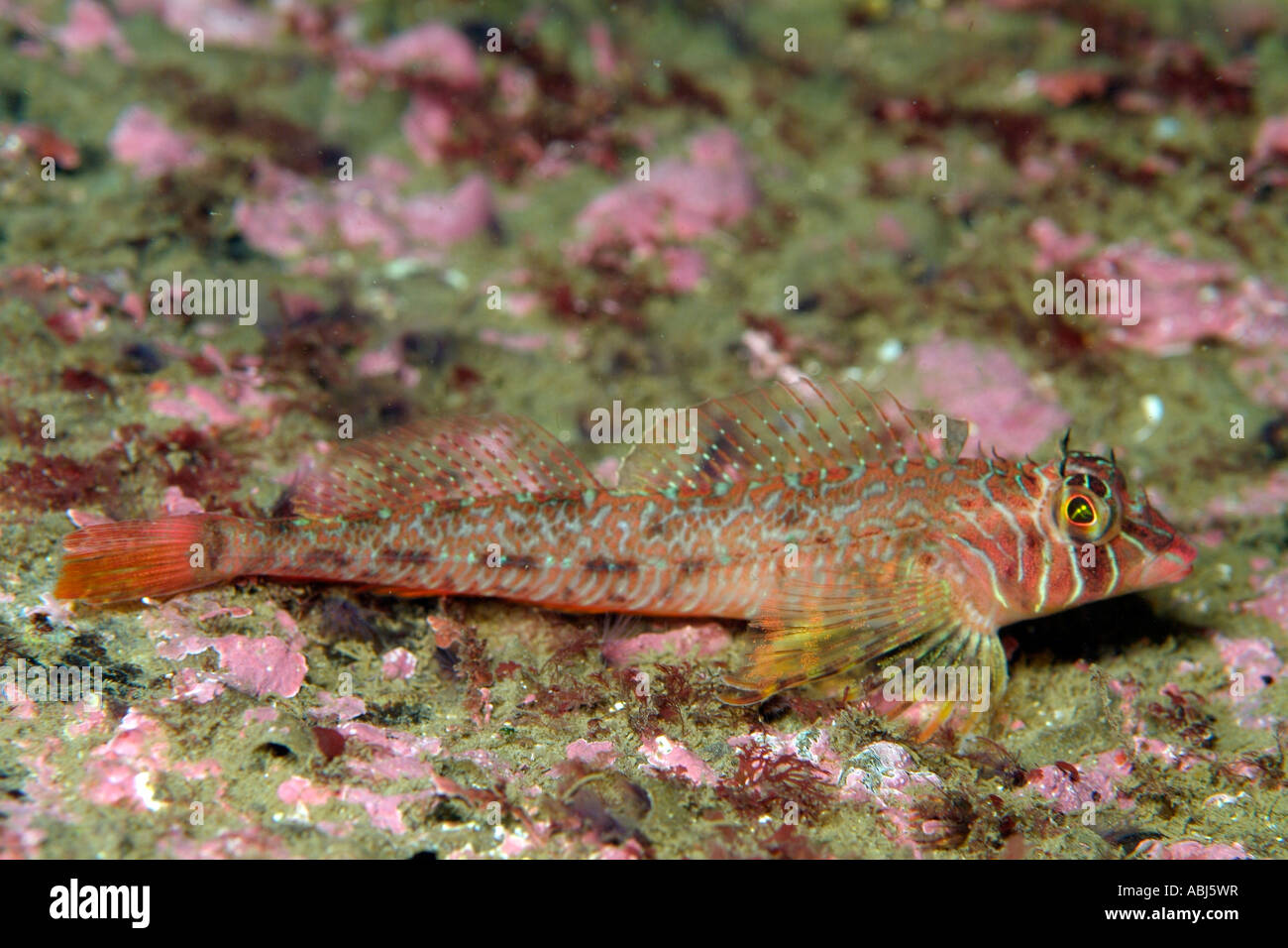 Longfin sculpin fish hi-res stock photography and images - Alamy
