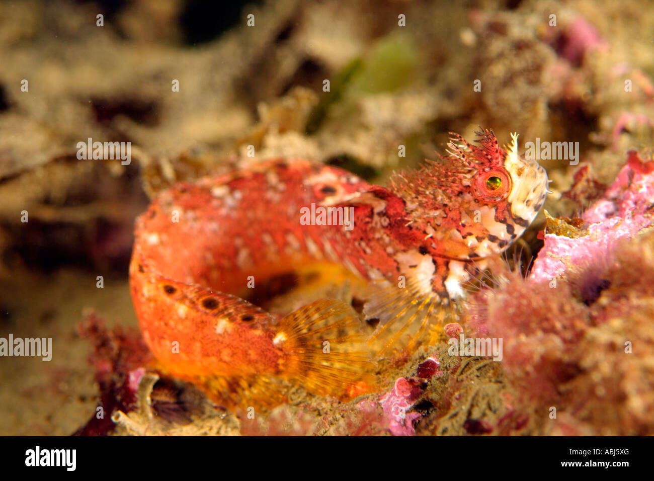 Mosshead hi-res stock photography and images - Alamy