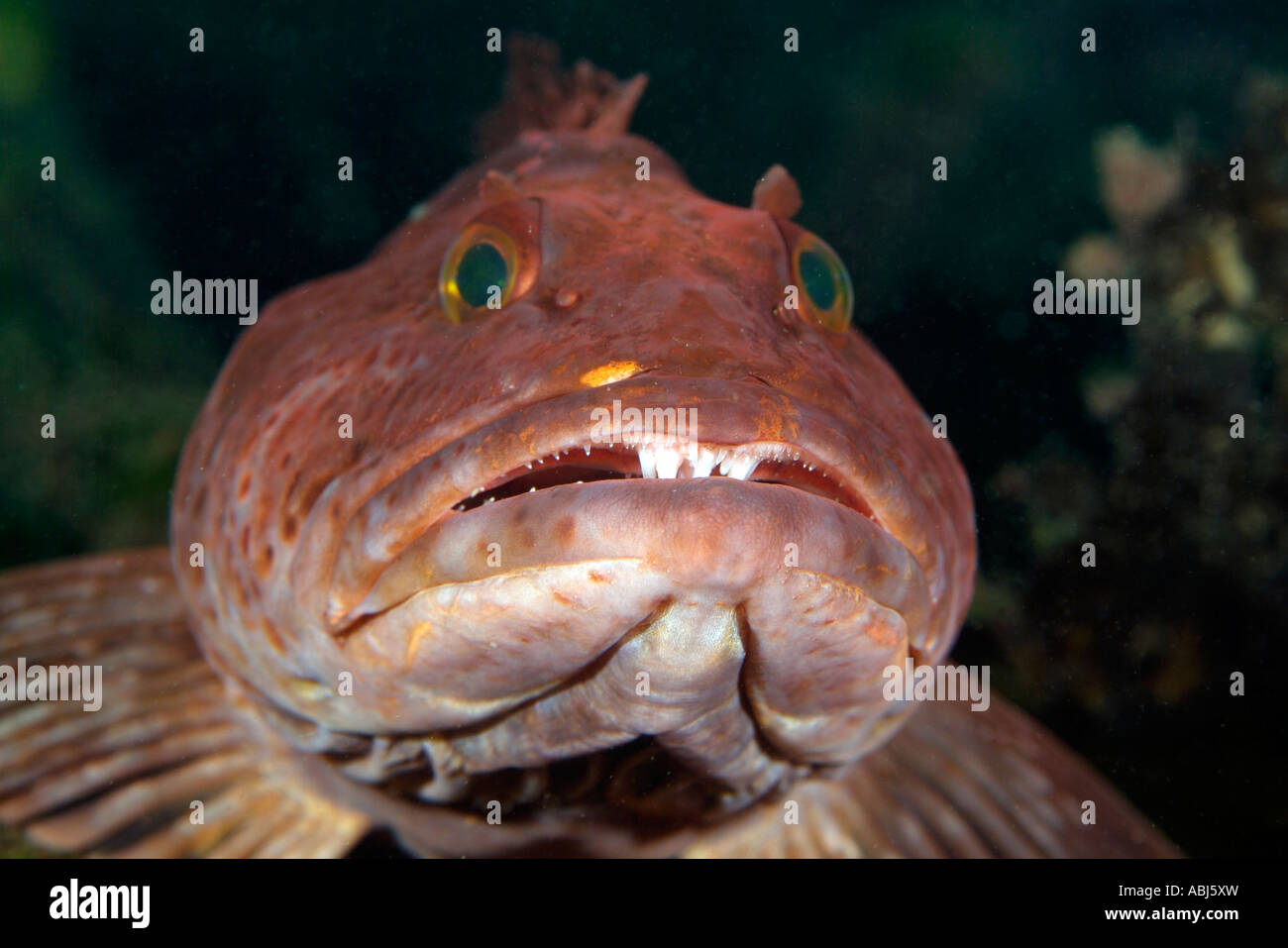 Lingcod fish hi-res stock photography and images - Alamy