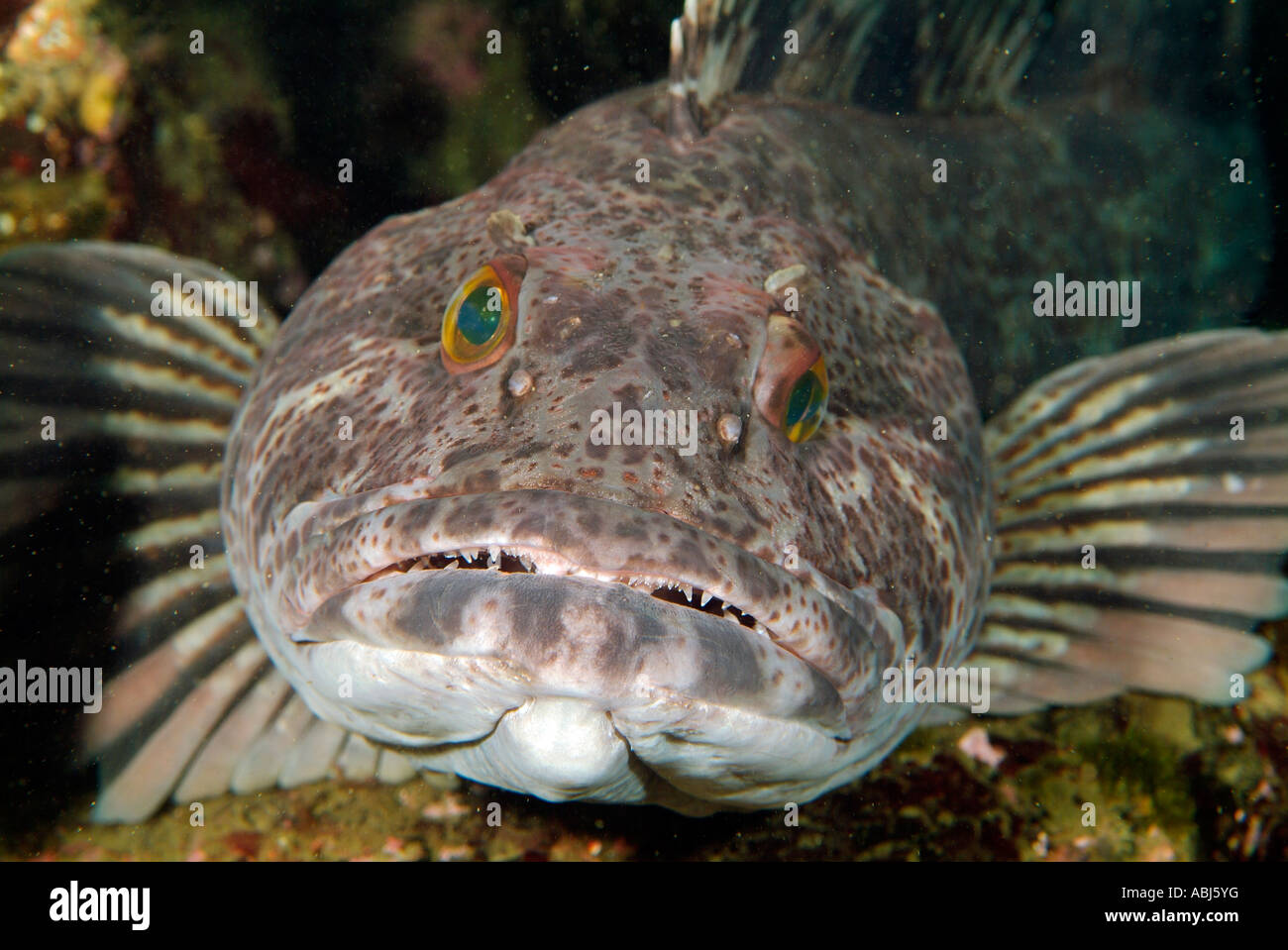 Lingcod fish hi-res stock photography and images - Alamy