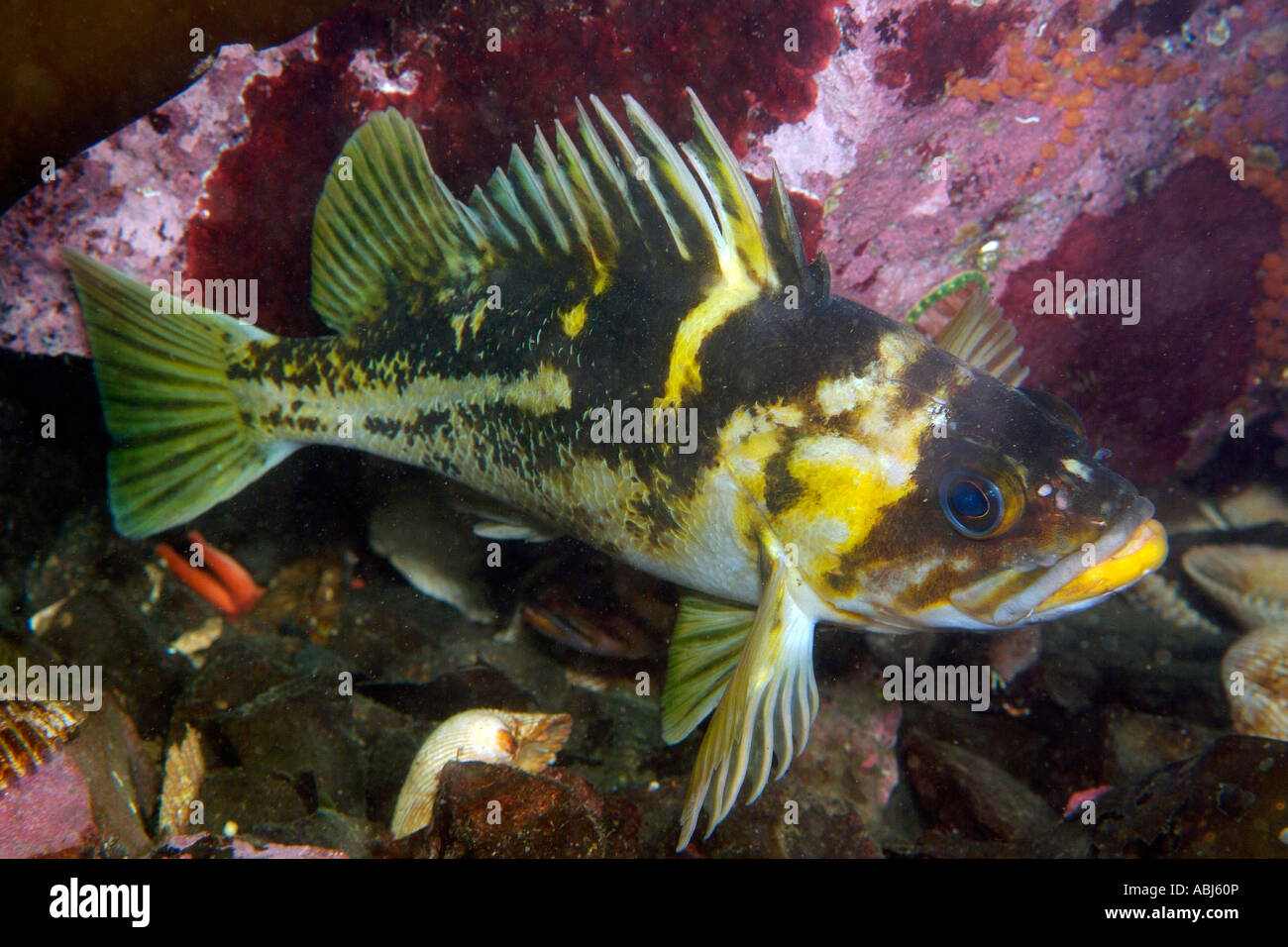 Quillback rockfish hi-res stock photography and images - Alamy