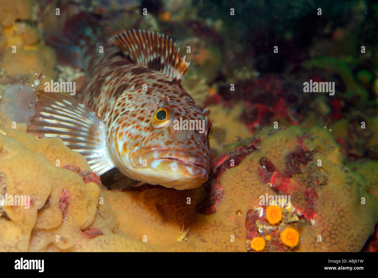 Lingcod fish hi-res stock photography and images - Alamy