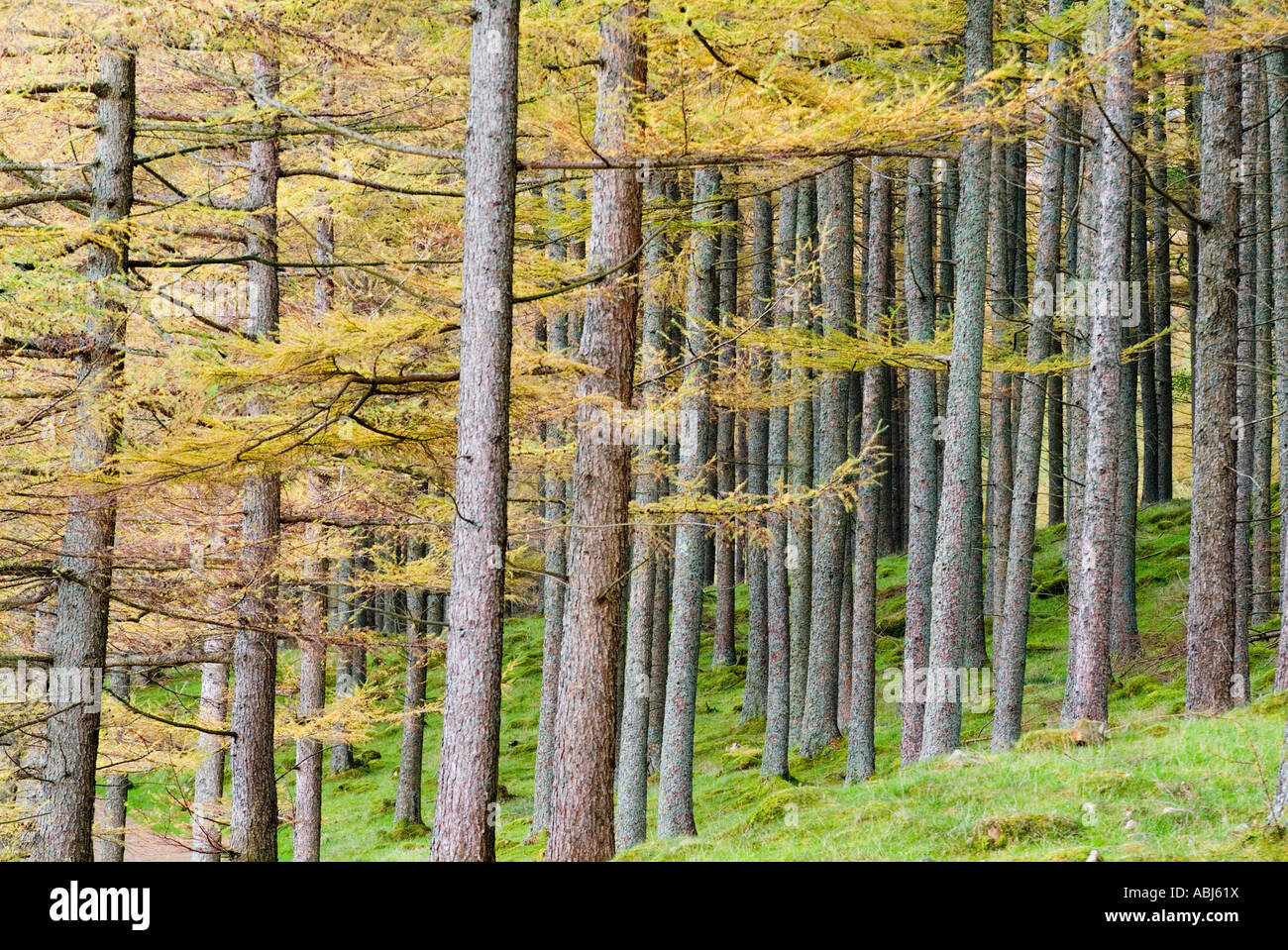 A strongly graphic image of a beautiful forest of golden pine trees in ...