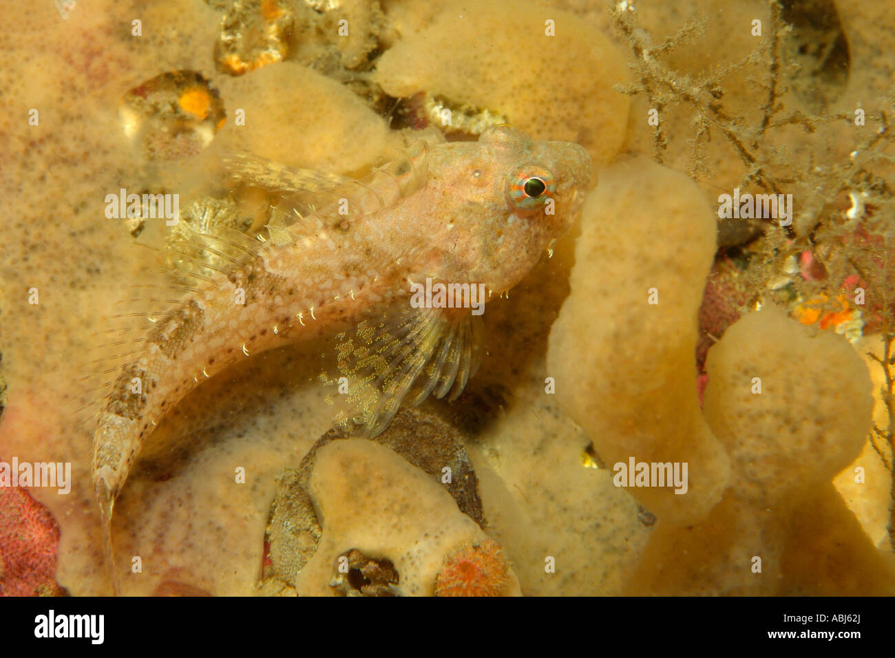 Yellow irish lord fish hi-res stock photography and images - Alamy