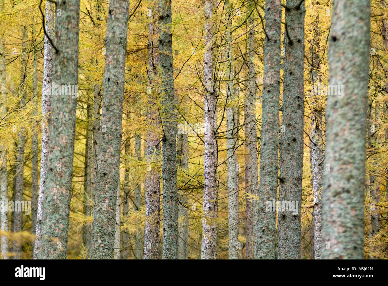A strongly graphic image of a beautiful forest of golden pine trees in ...