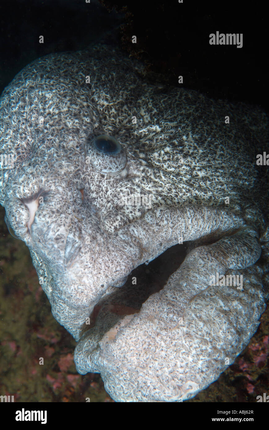 Pacific wolf eel hi-res stock photography and images - Alamy