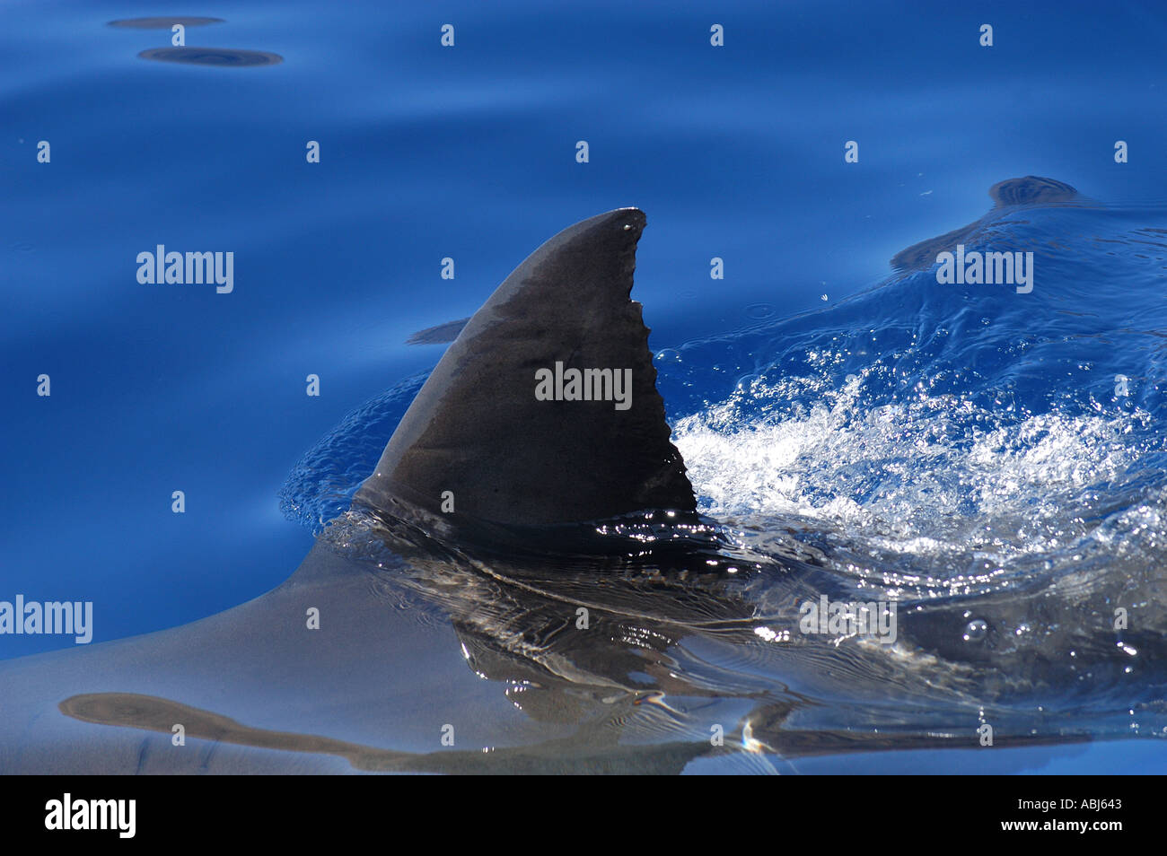 Great white dorsal fin hi-res stock photography and images - Alamy