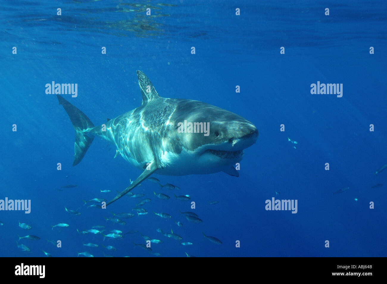 Great White Shark Guadalupe Island Mexico Stock Photo - Alamy