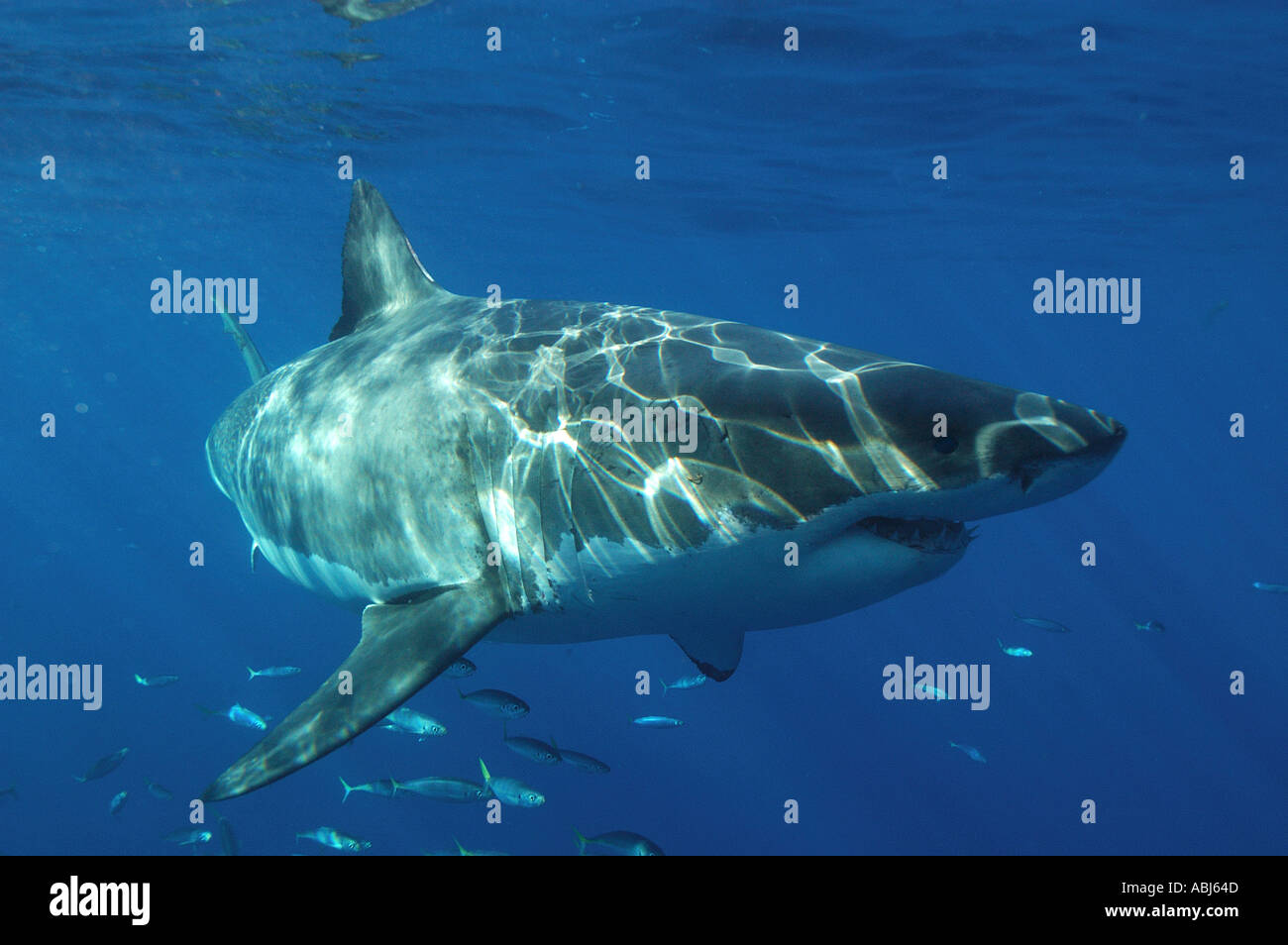 Great White Shark Guadalupe Island Mexico Stock Photo - Alamy