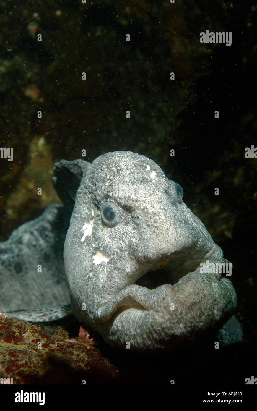 Pacific wolf eel hi-res stock photography and images - Alamy