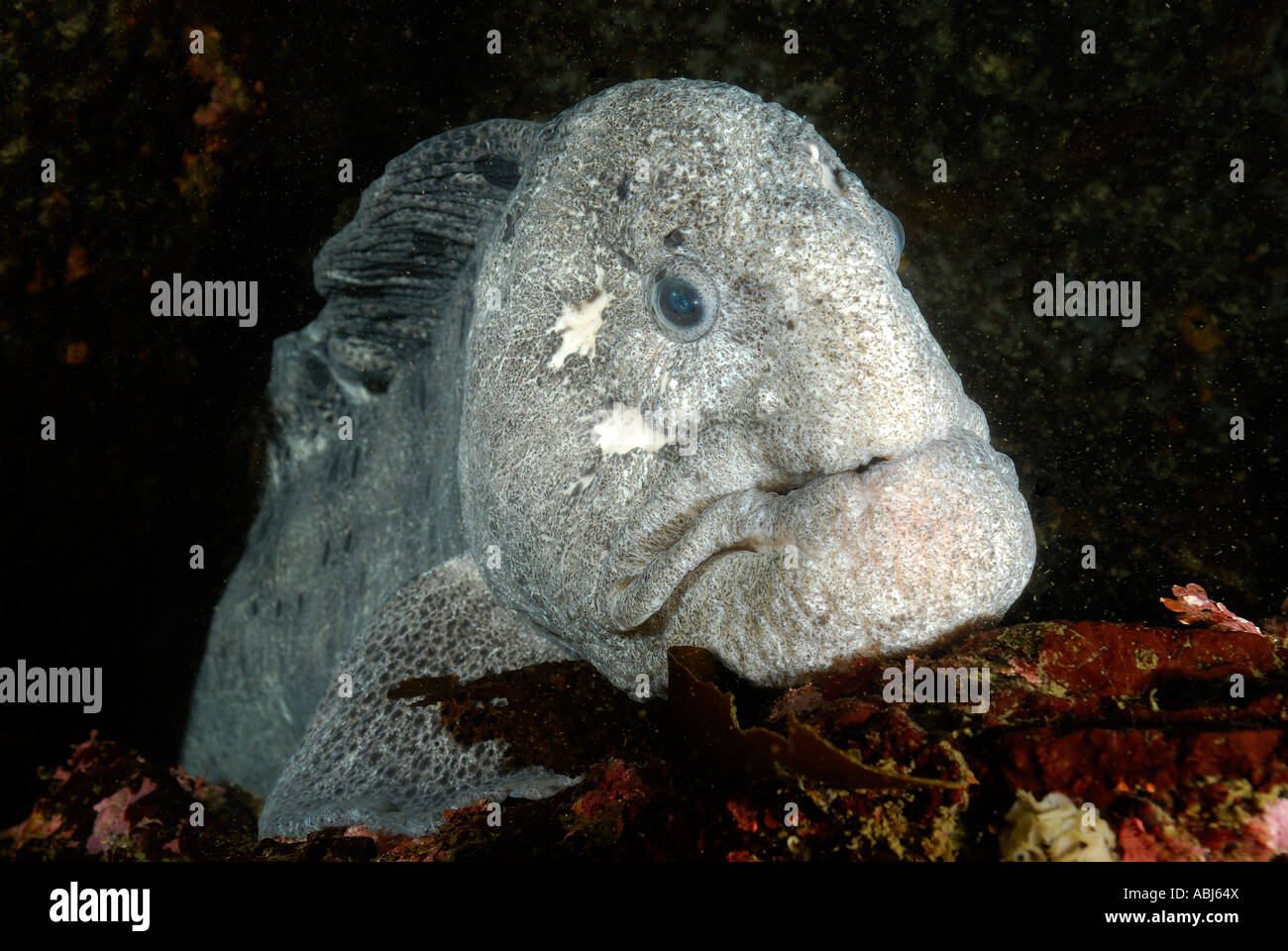 Wolf eel fish hi-res stock photography and images - Alamy