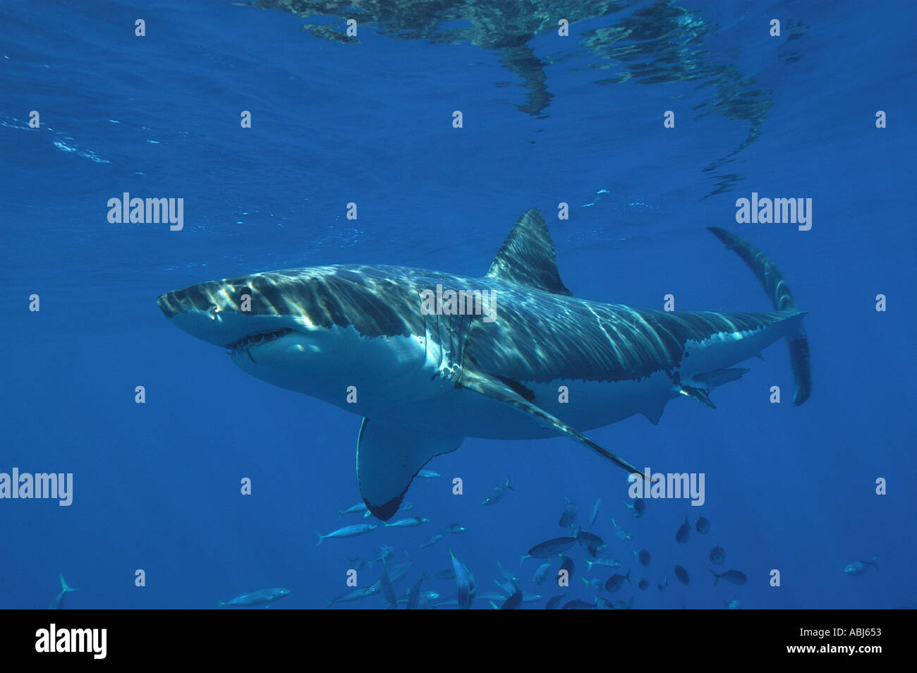 Great White Shark Guadalupe Island Mexico Stock Photo - Alamy