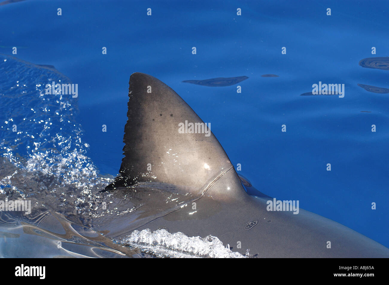 Great White Shark Guadalupe Island Mexico dorsal fin breaking surface ...