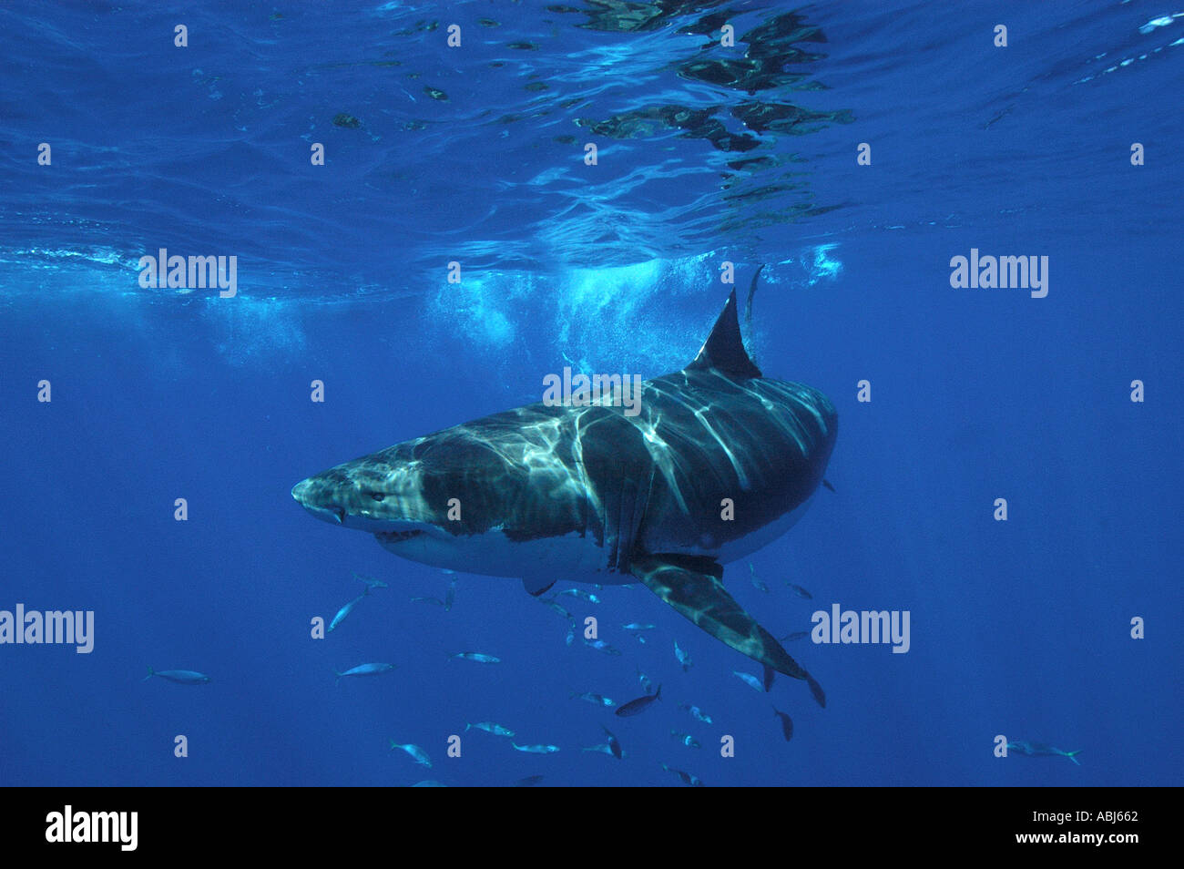 Great White Shark Guadalupe Island Mexico Stock Photo - Alamy