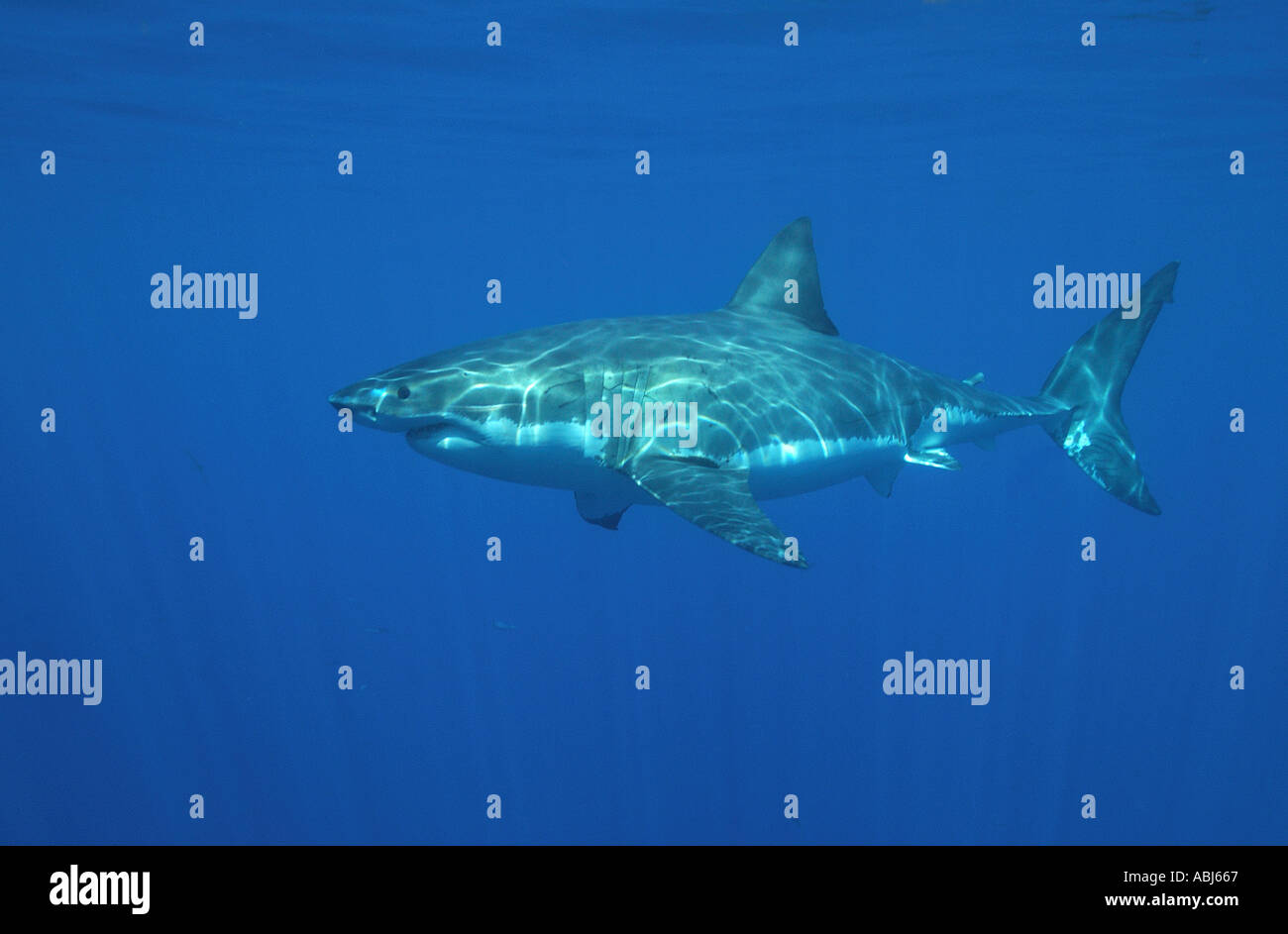 Great White Shark Guadalupe Island Mexico Stock Photo - Alamy