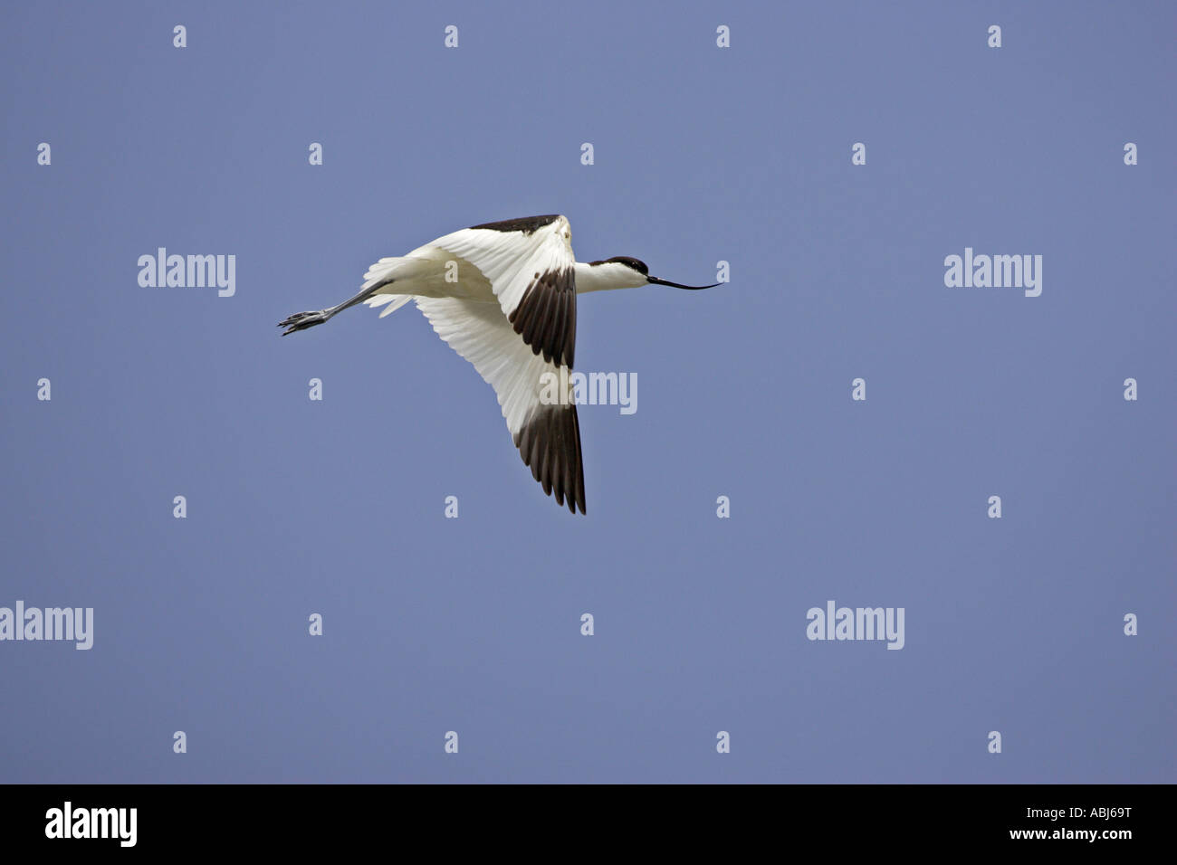 Avocet in flight Stock Photo - Alamy