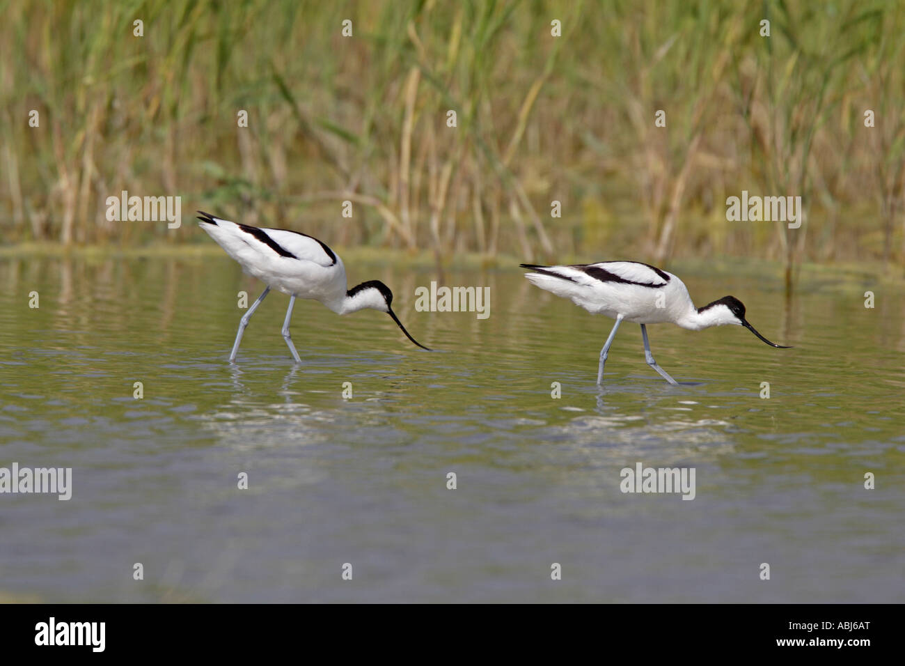 A pair of Avocets Stock Photo - Alamy