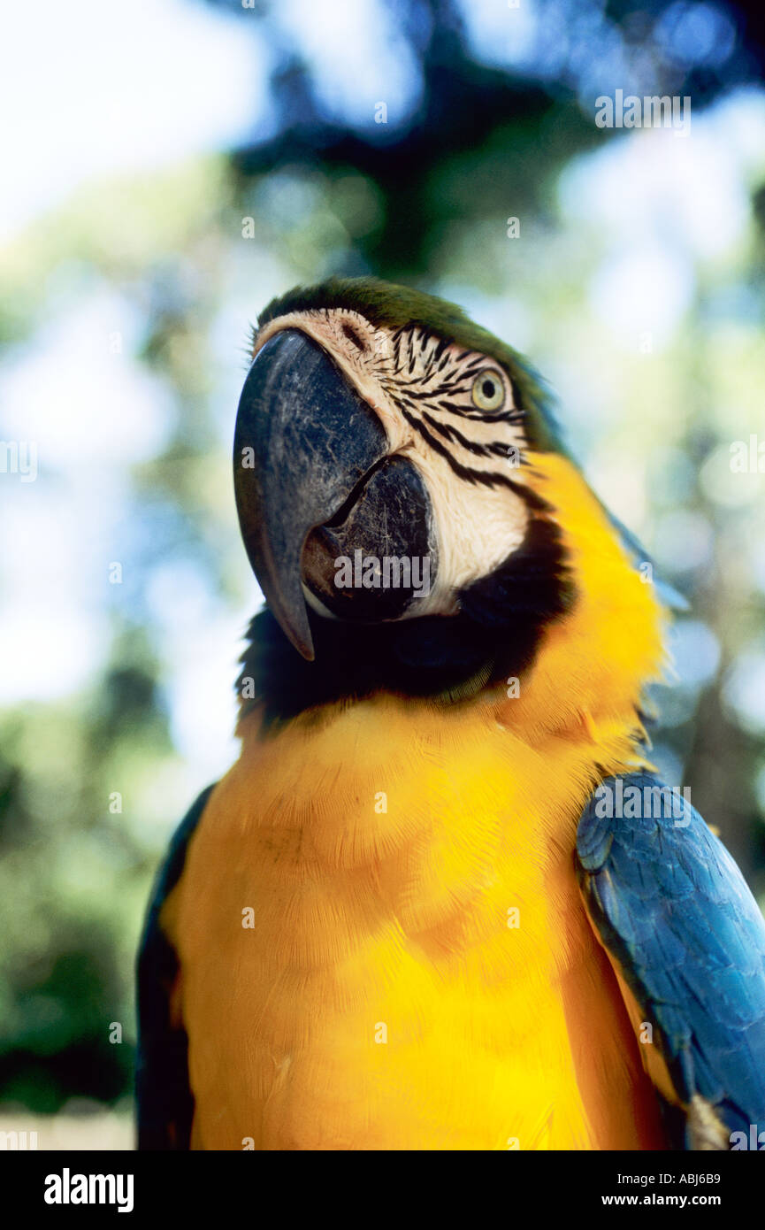 Fauna of amazon rainforests hi-res stock photography and images - Alamy