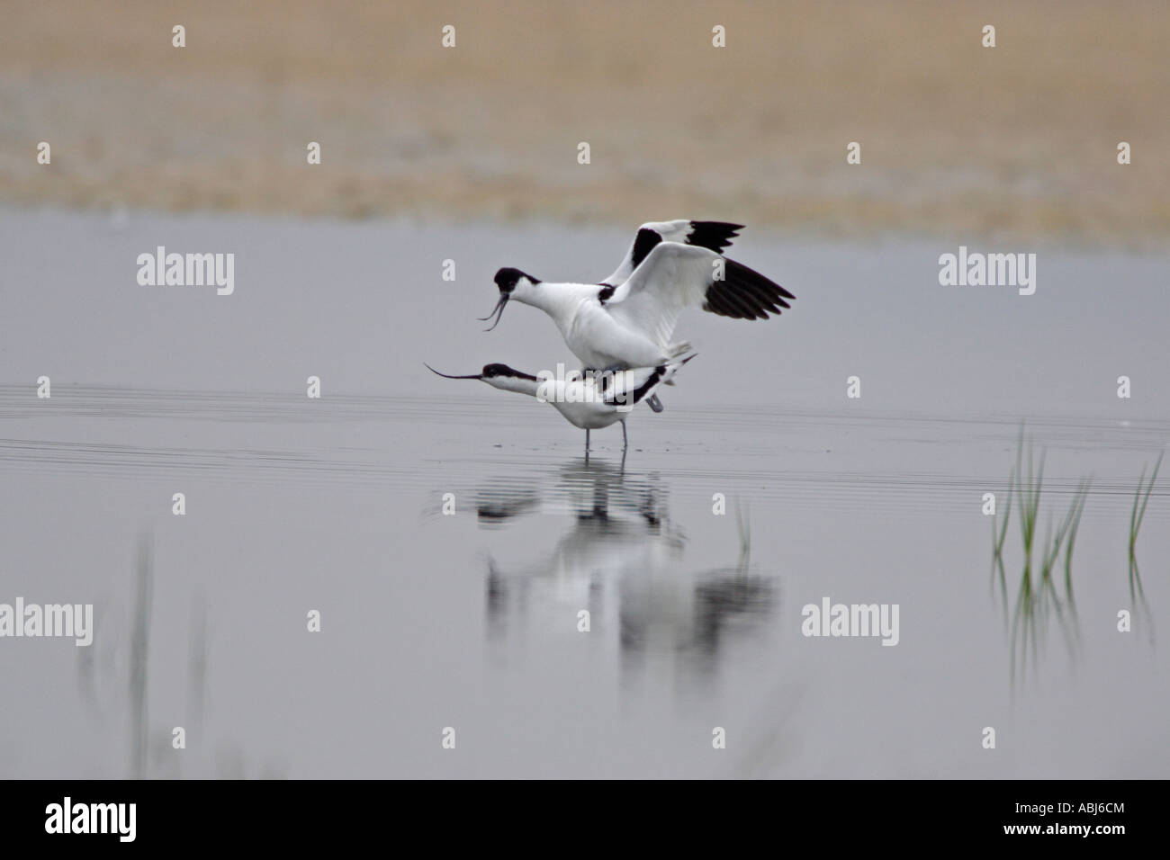 A pair of Avocets mating Stock Photo - Alamy