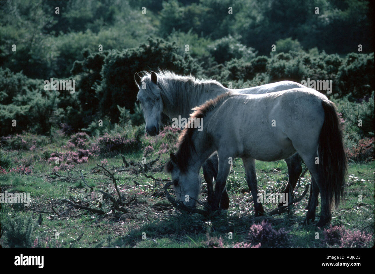New Forest Ponies Stock Photo - Alamy