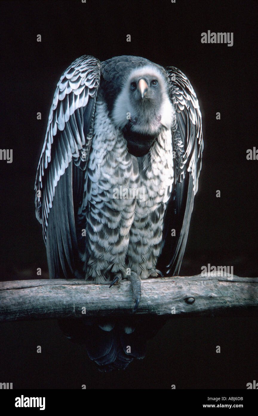 Greedy Bird High Resolution Stock Photography and Images - Alamy