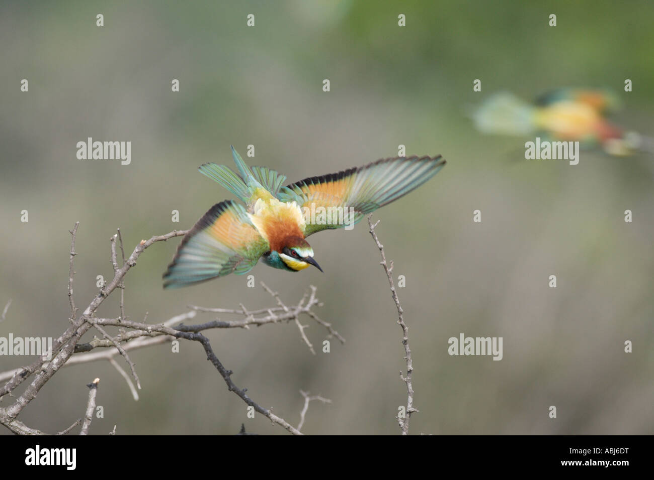 A Bee Eater in flight Stock Photo - Alamy