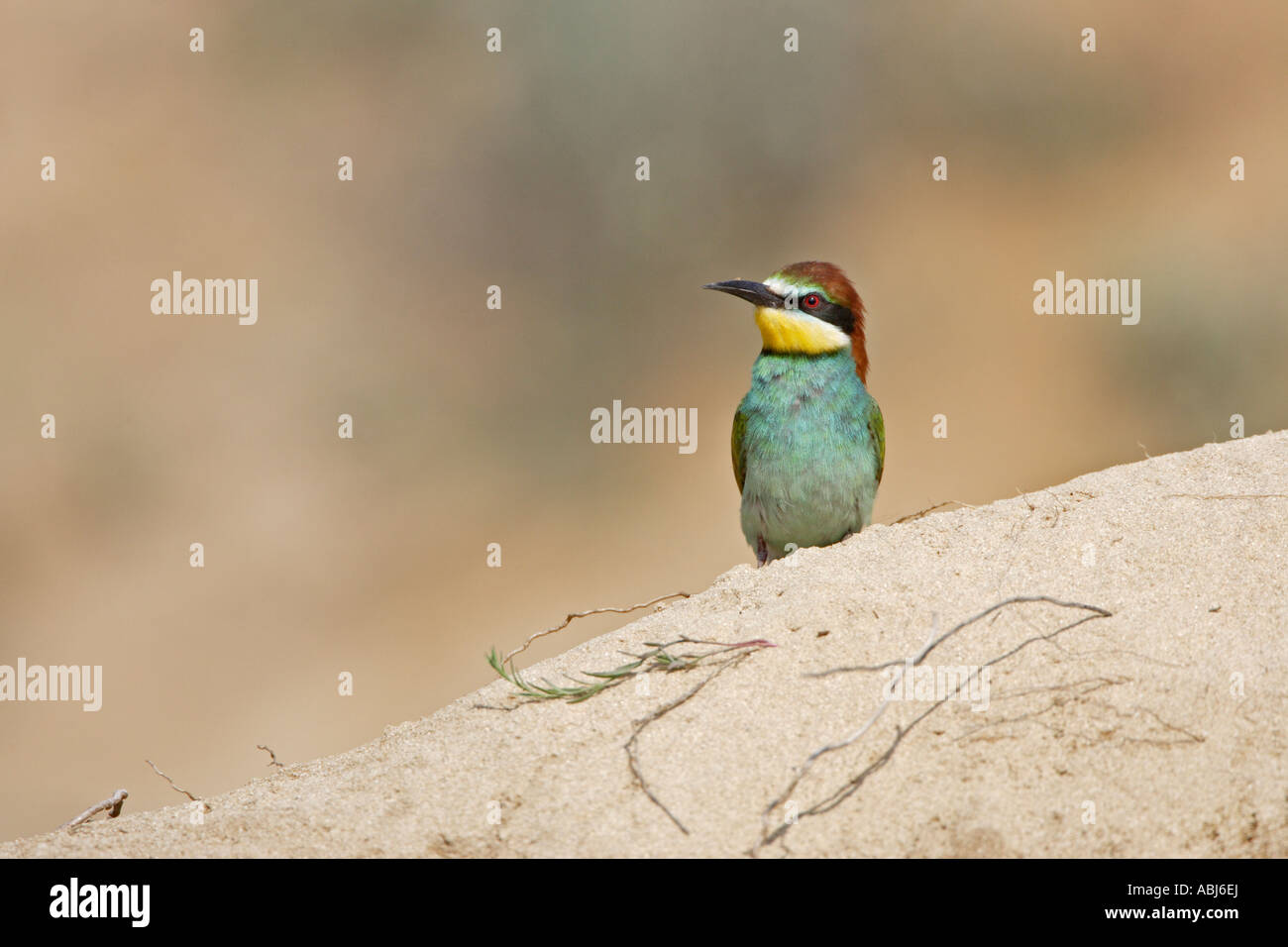 A Bee Eater perching on sand cliff Stock Photo - Alamy