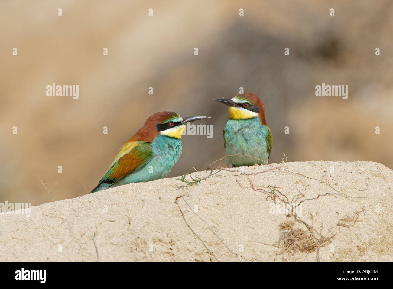 Bee Eaters High Resolution Stock Photography and Images - Alamy