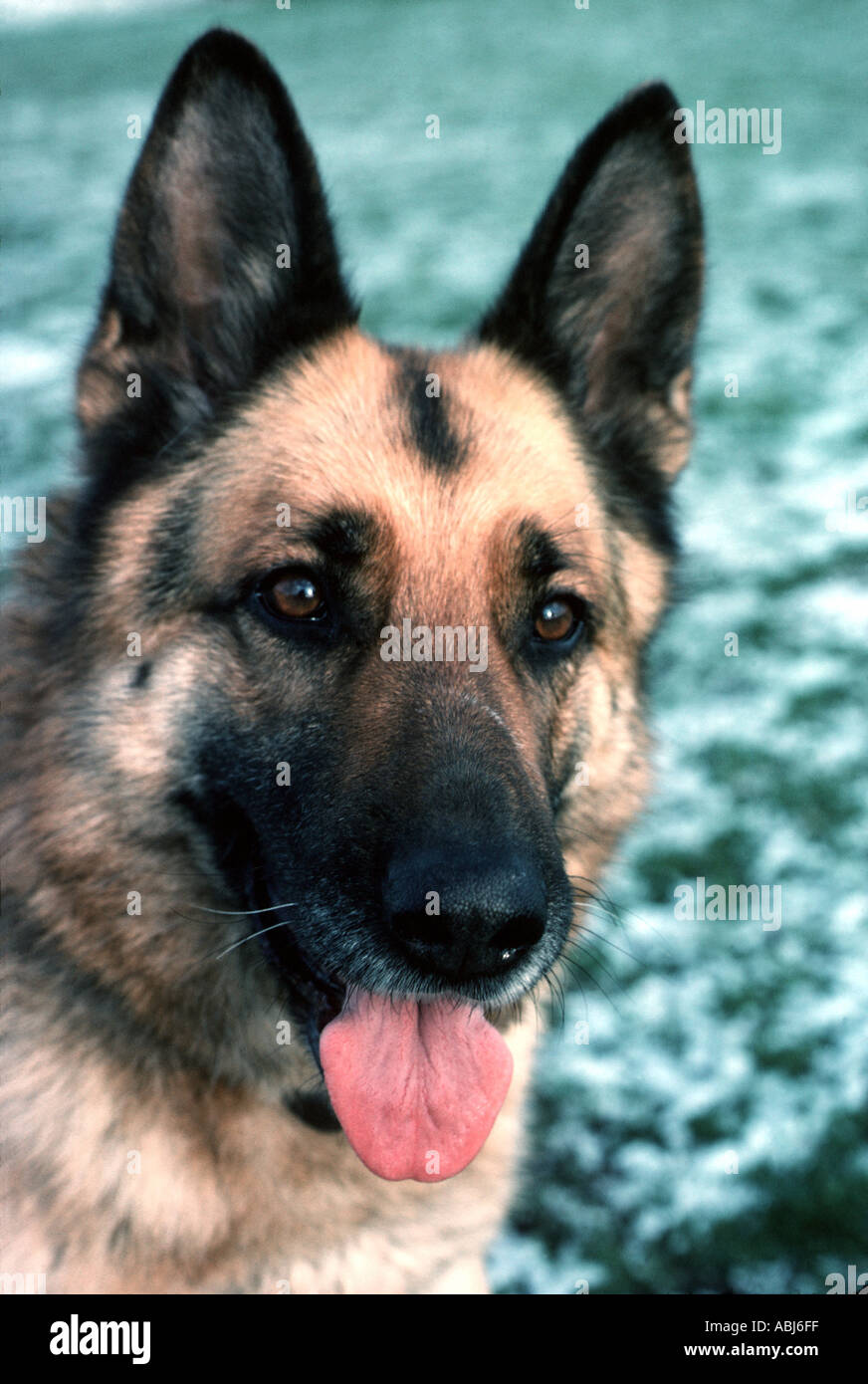 German shepherd alsatian dog Stock Photo - Alamy